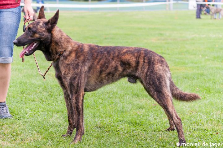 Kortharen: Dutch Division Red Alert 1